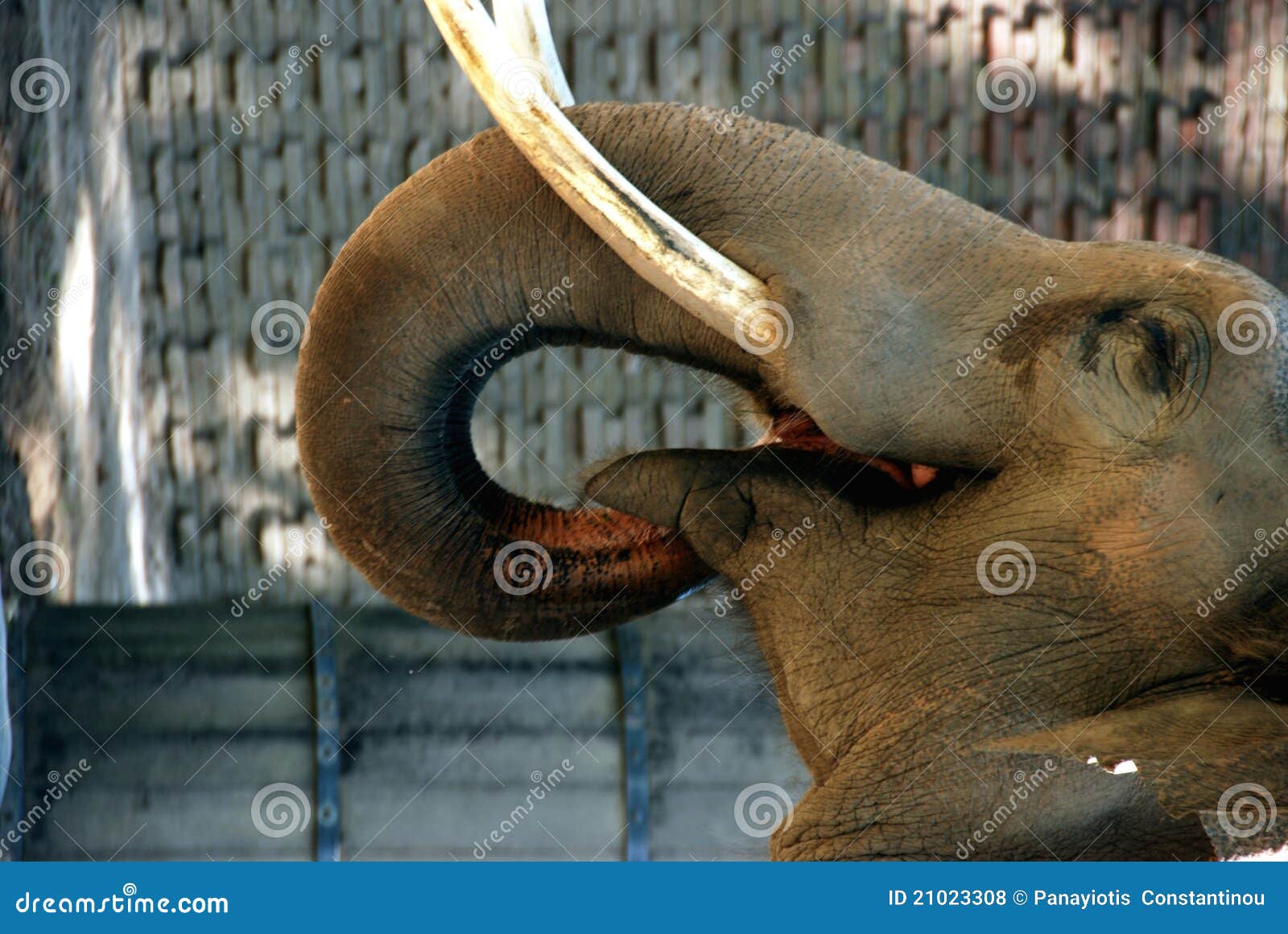 Elephant eating in zoo stock photo. Image of profile - 21023308