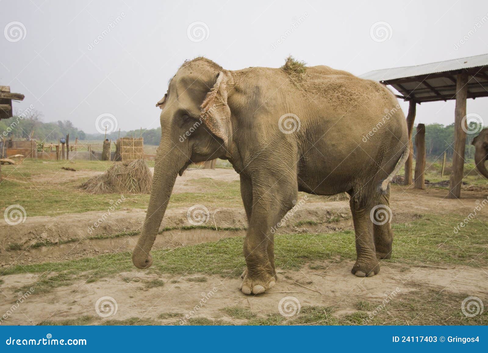 Elephant at the Elephant Breeding Center Chitwan Stock Image - Image of ...