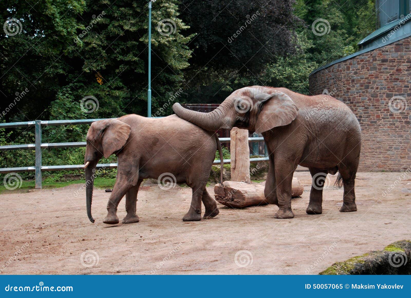 Elephant stock image. Image of busy, flirts, mating, thick - 50057065