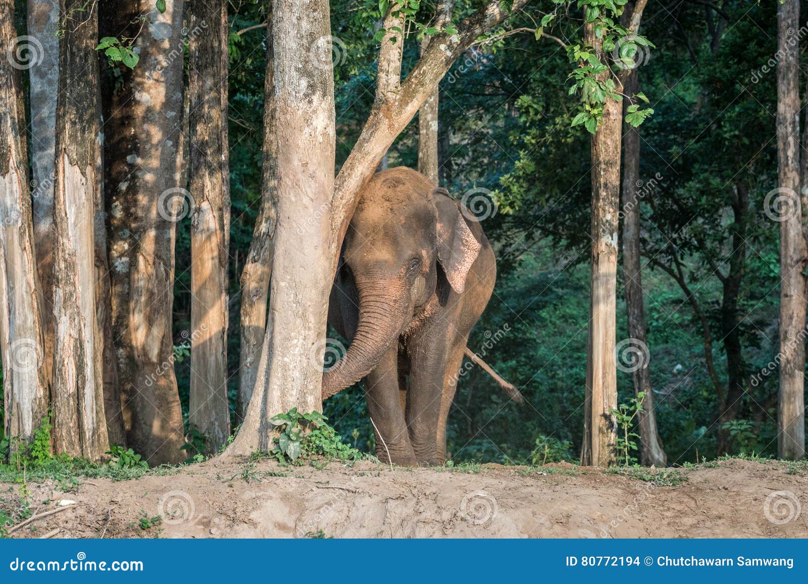 Elephant stock photo. Image of environment, mammal, outdoors - 80772194