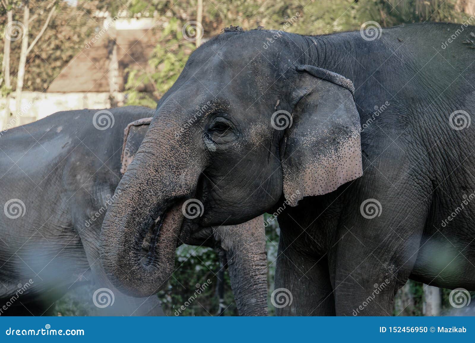 Elephant stock photo. Image of huge, cute, nature, ivory - 152456950
