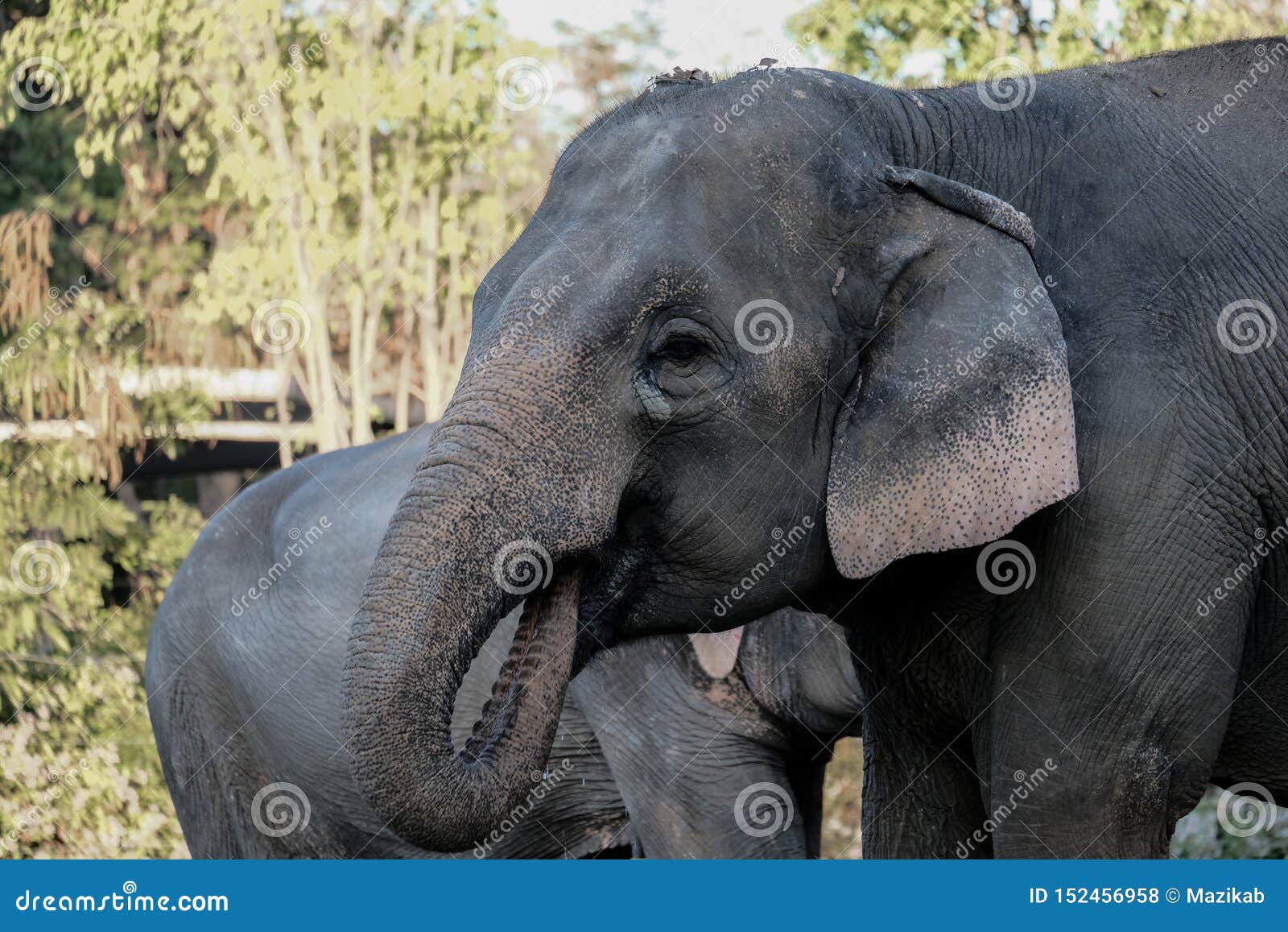 Elephant stock photo. Image of conservation, hunt, endangered - 152456958