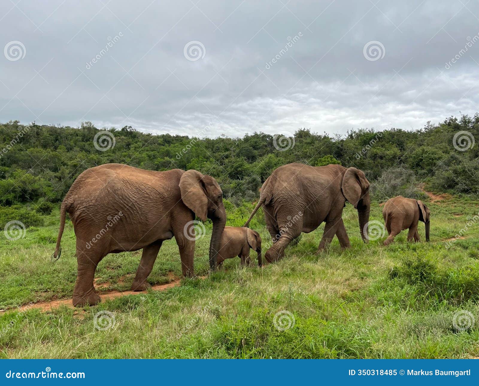 Elephant stock image. Image of path, little, green, tail - 350318485