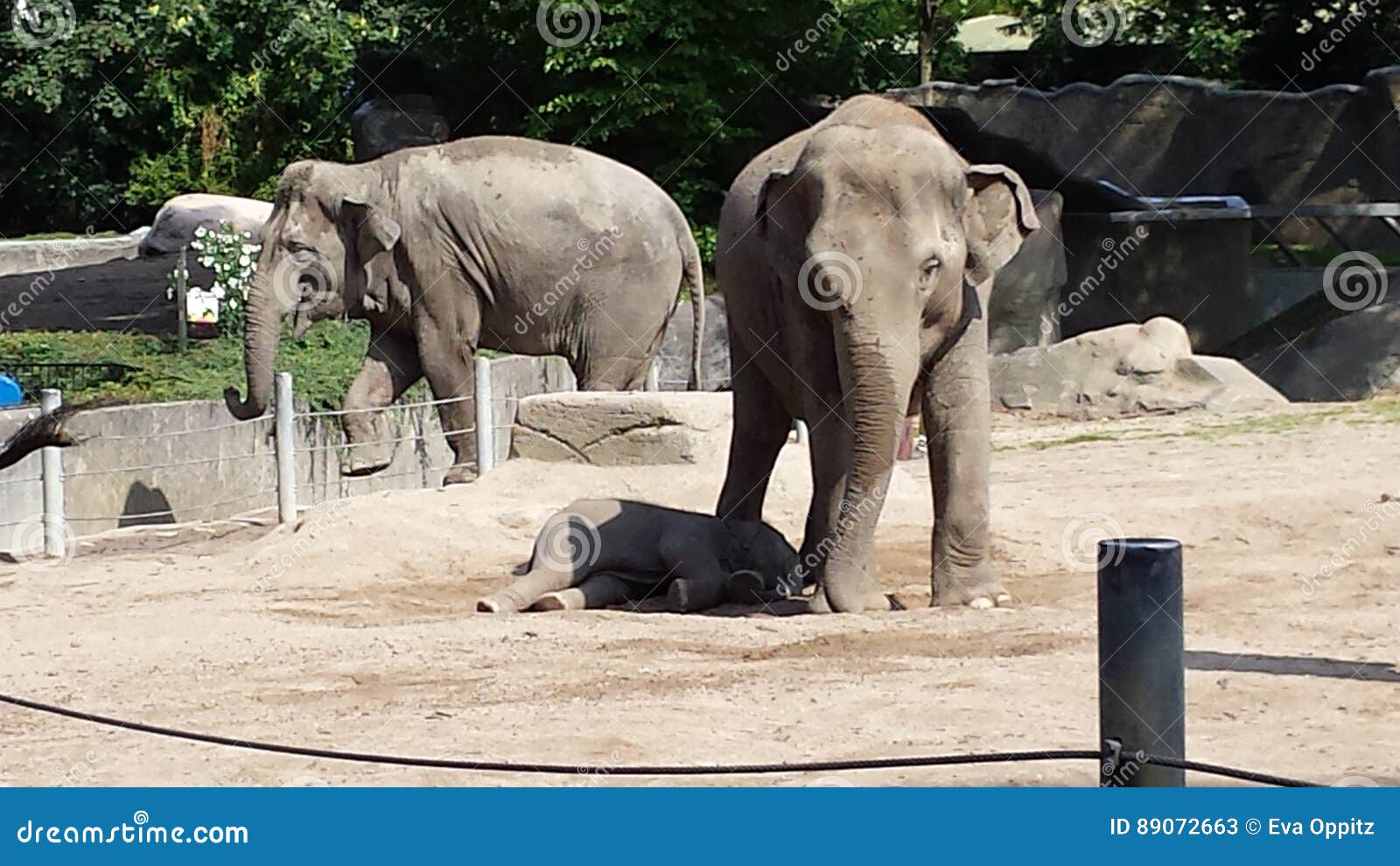 Elephant stock image. Image of hamburg, elephants, elephant - 89072663