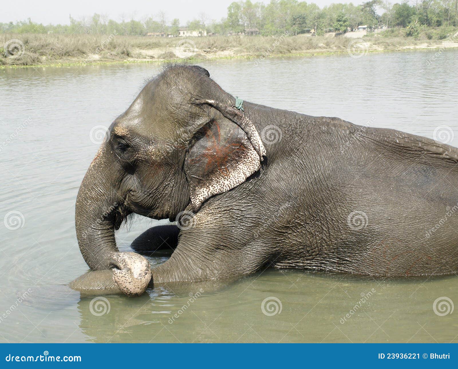 Elephant Enjoying in the River Stock Image - Image of tidy, sauraha ...