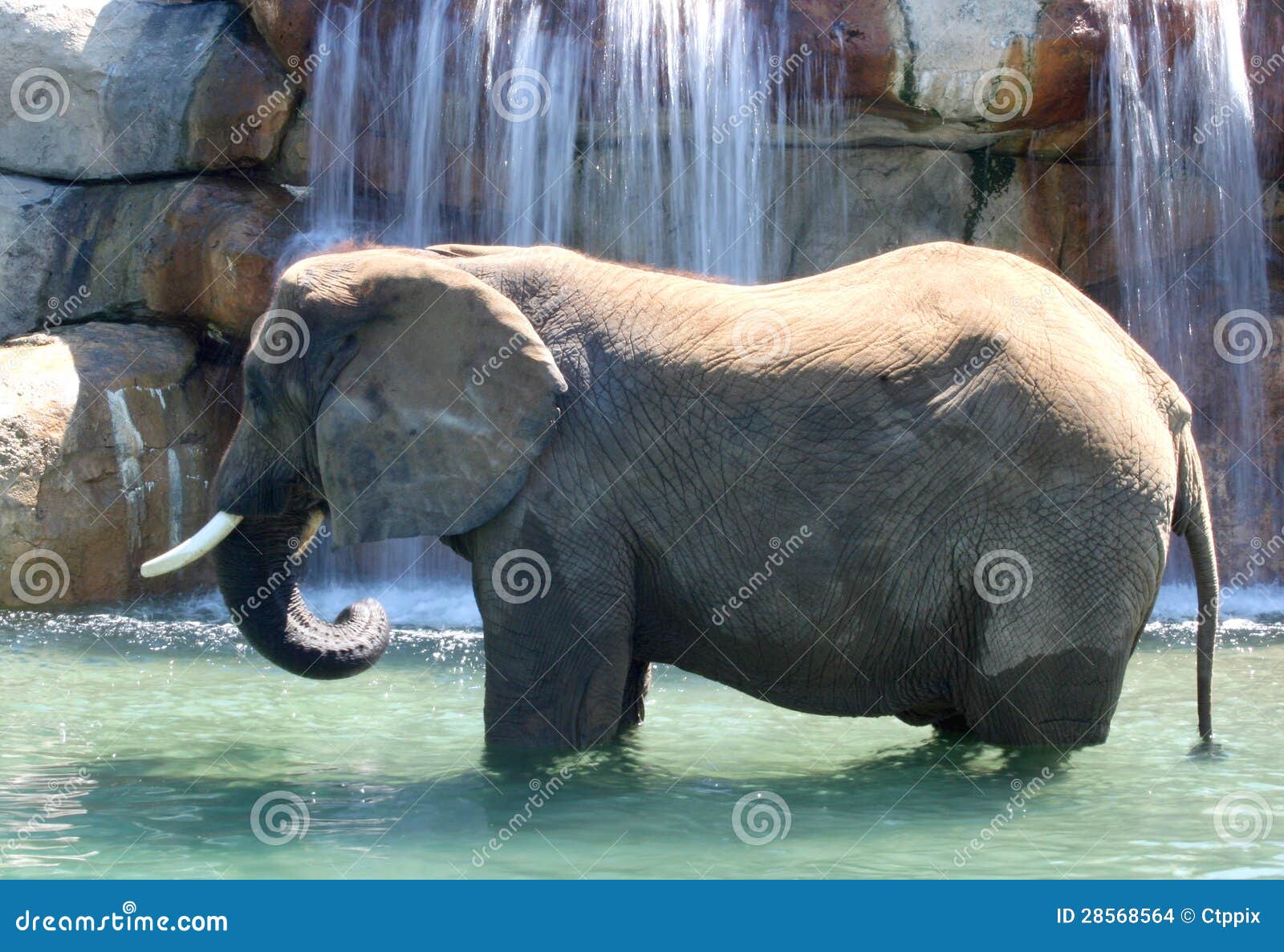 Elephant Enjoying Waterfall Stock Photos - Free & Royalty-Free Stock ...