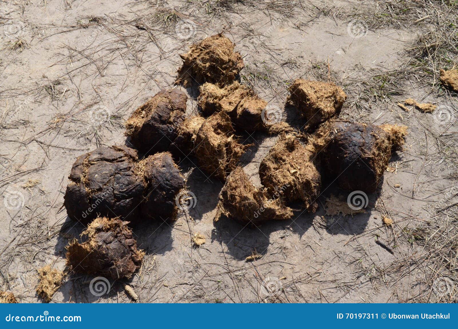 Elephant Excrement - in Thailand Stock Image - Image of green, wildlife ...