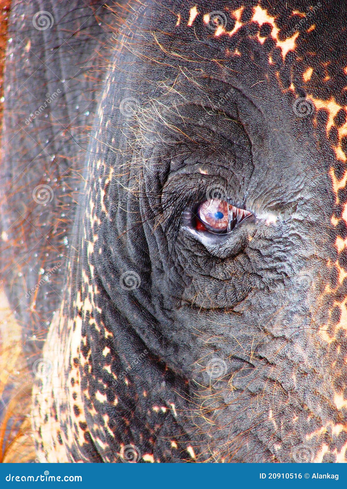 Elephant Eye stock photo. Image of colors, eyelash, srilanka - 20910516