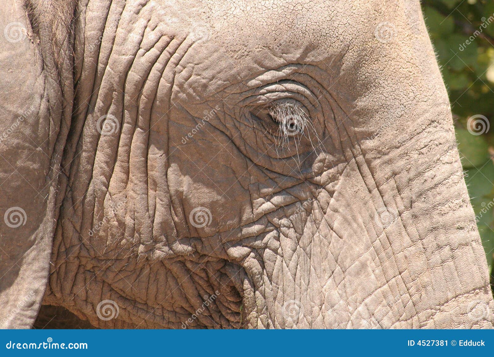 Elephant eye stock image. Image of long, park, wildlife - 4527381