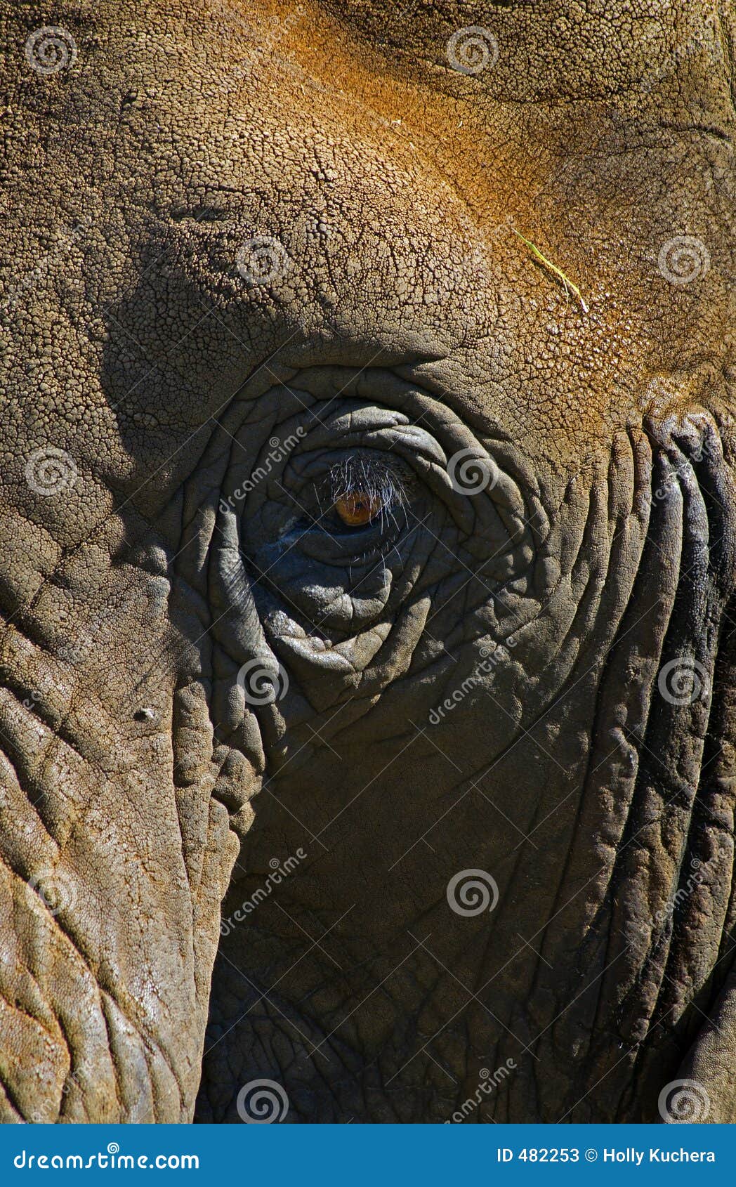 Elephant Eye stock image. Image of loxodonta, close, creature - 482253