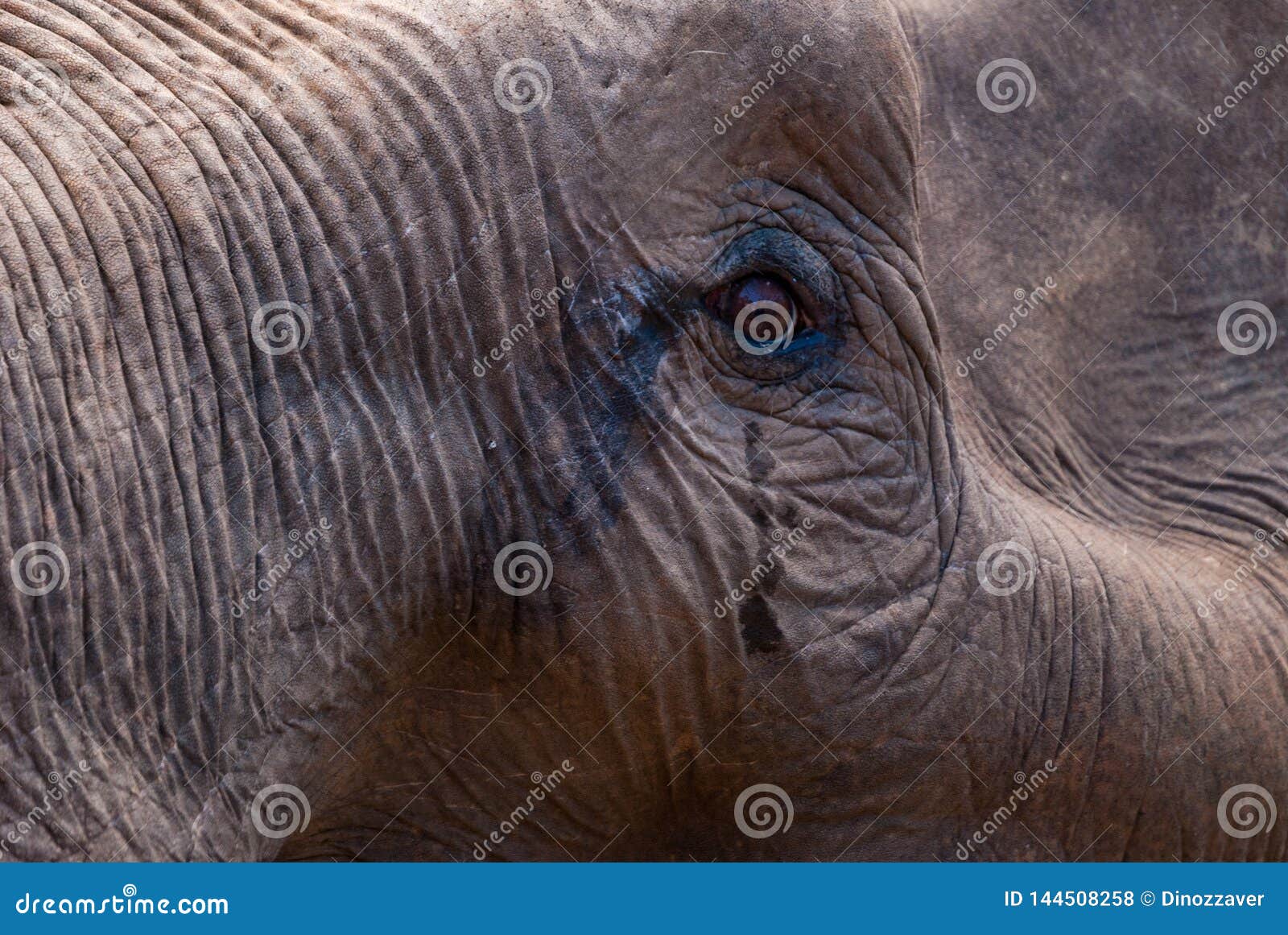 Elephant eye, close up stock photo. Image of eyes, mammal - 144508258