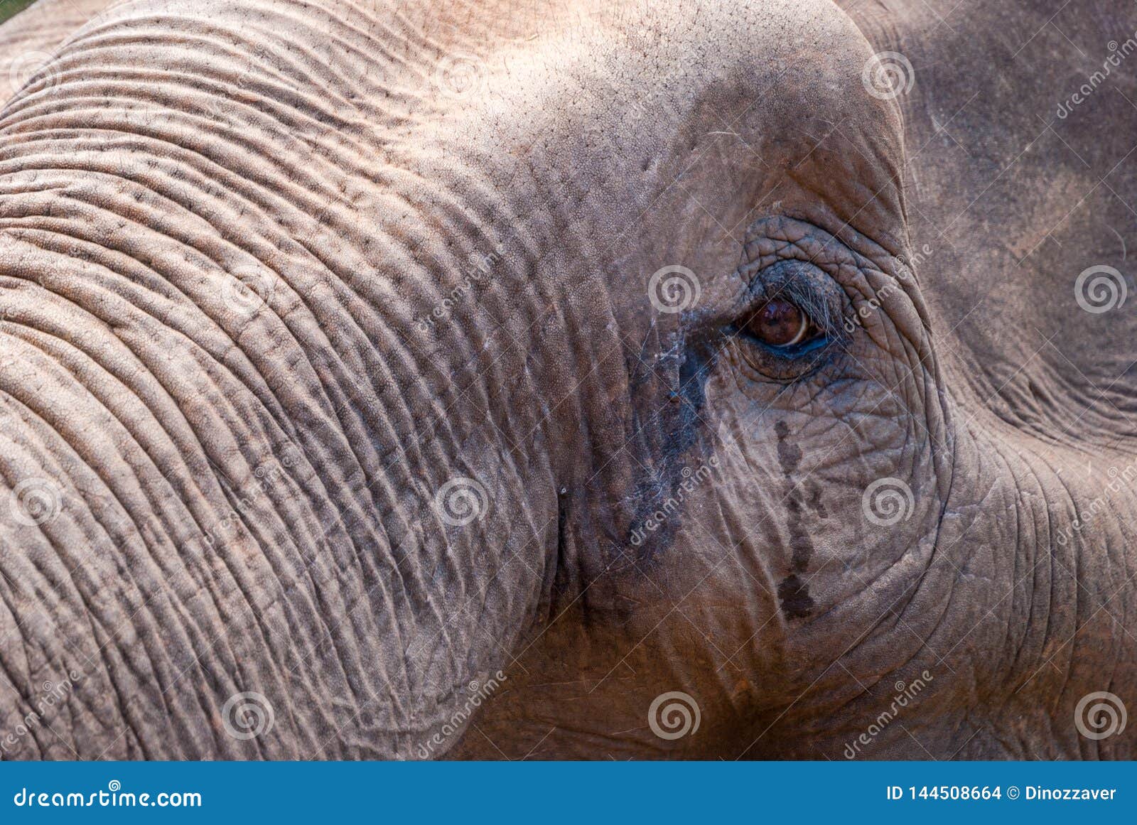 Elephant eye, close up stock photo. Image of elephant - 144508664