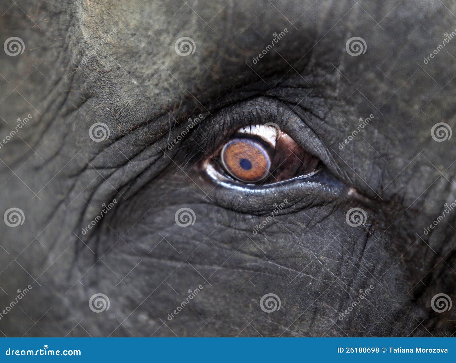Elephant eye close-up stock photo. Image of wild, elephant - 26180698