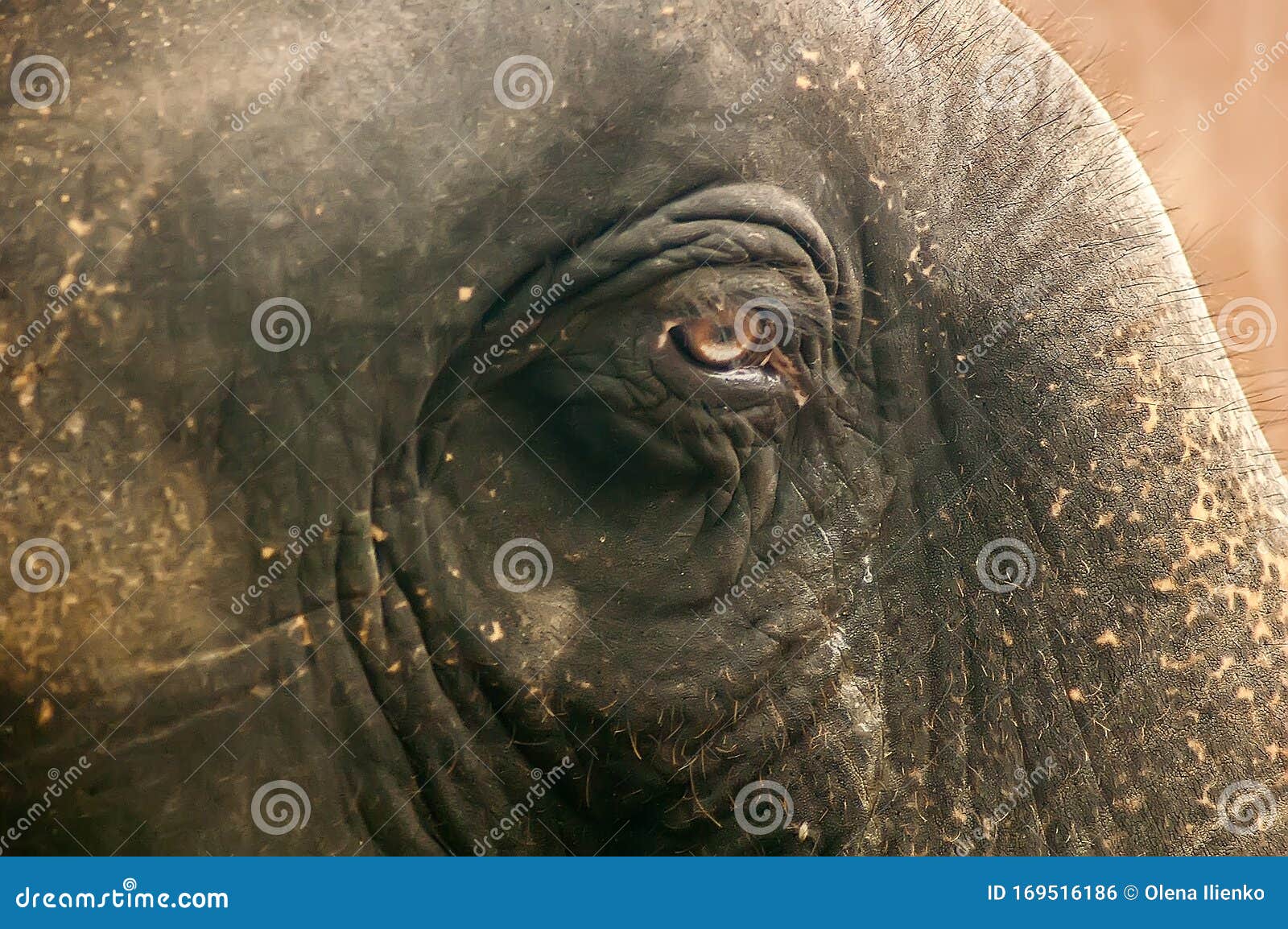 Elephant eye close up stock photo. Image of cute, eyelashes - 169516186