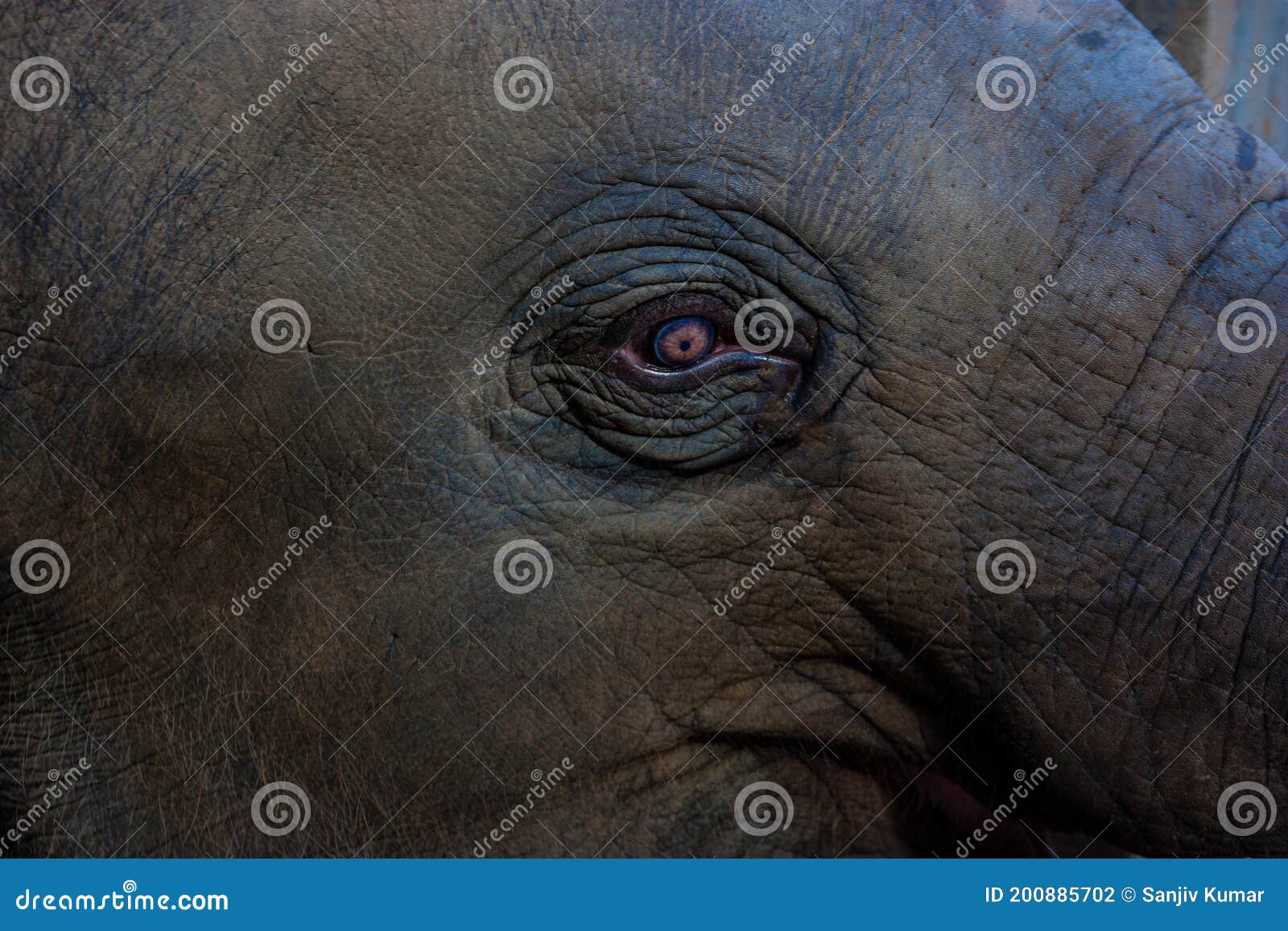 Elephant Eye Close-up in Colour Stock Photo - Image of gray, trunk ...