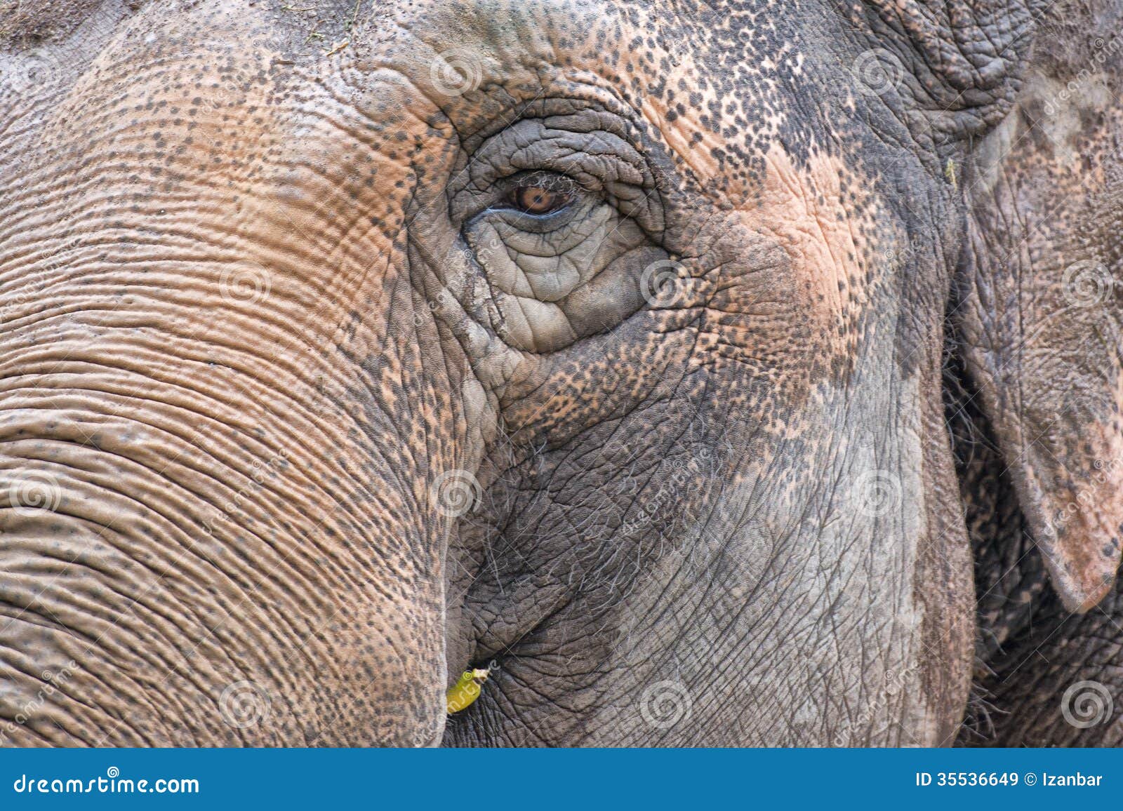 Elephant eye stock image. Image of wildlife, elephant - 35536649