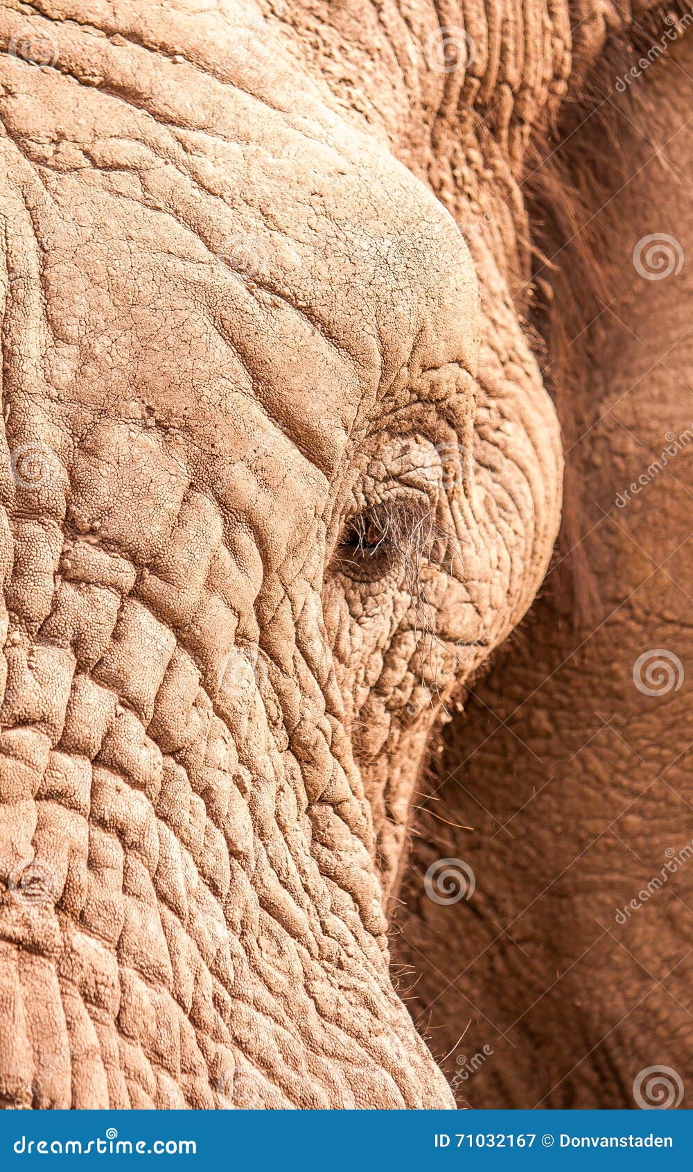 Elephant Eye stock image. Image of close, africa, wildlife - 71032167