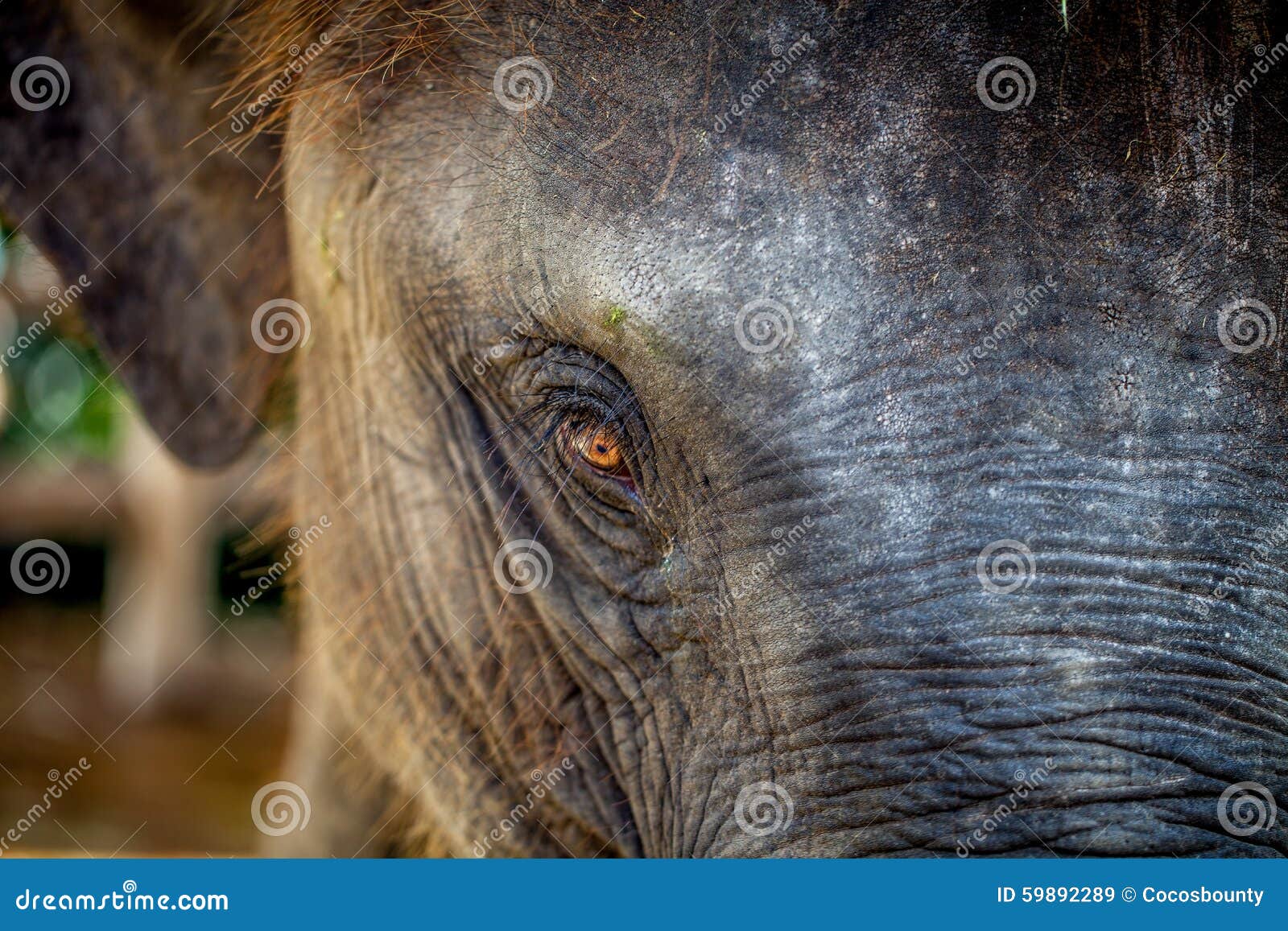 Elephant Eye Close-up stock image. Image of national - 59892289