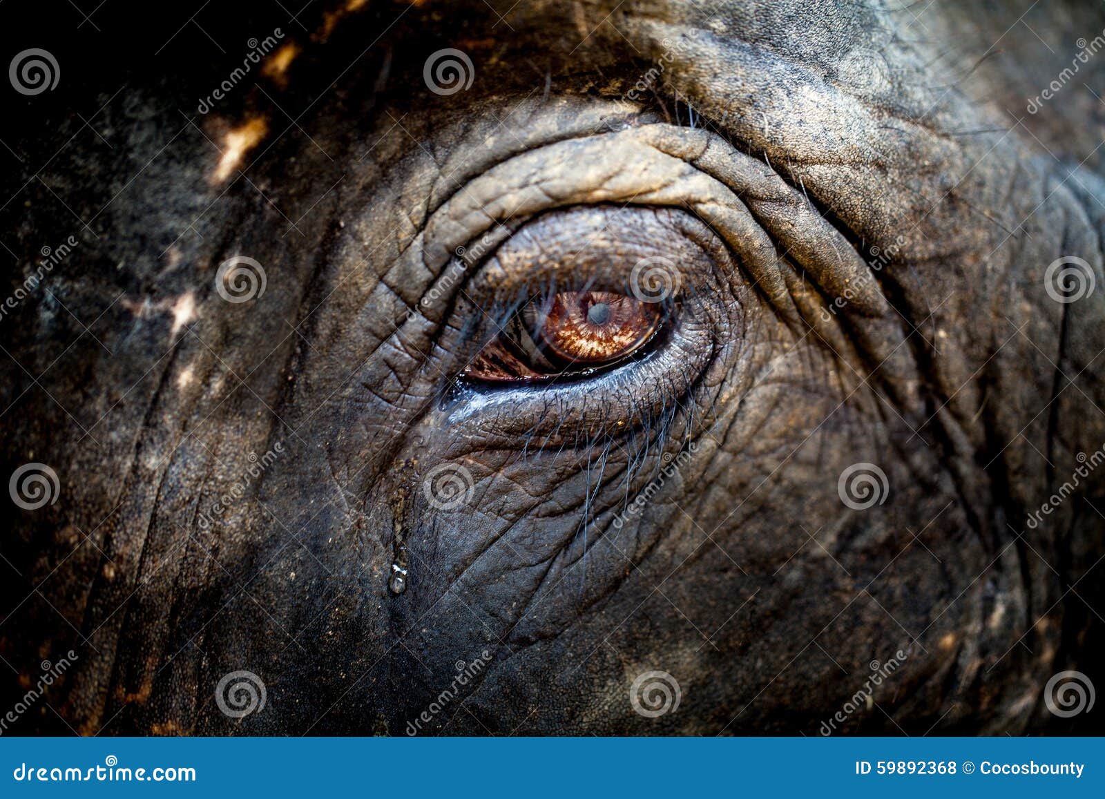 Elephant Eye Close-up stock photo. Image of endangered - 59892368