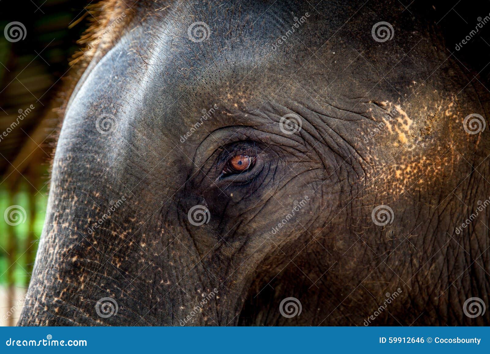 Elephant Eye Close-up stock photo. Image of india, indian - 59912646