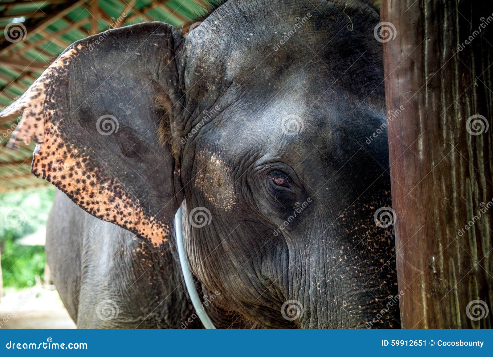 Indian Elephant Face Side