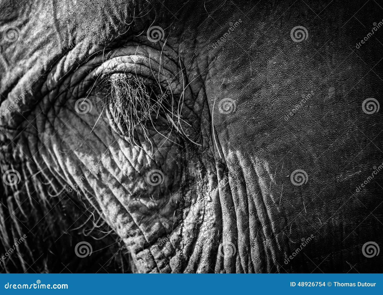 Elephant eye closeup stock photo. Image of safari, endangered - 48926754