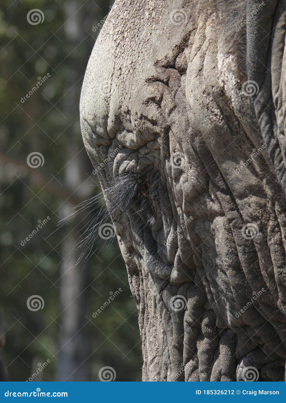 Elephant Eye_062020 stock photo. Image of skin, large - 185326212