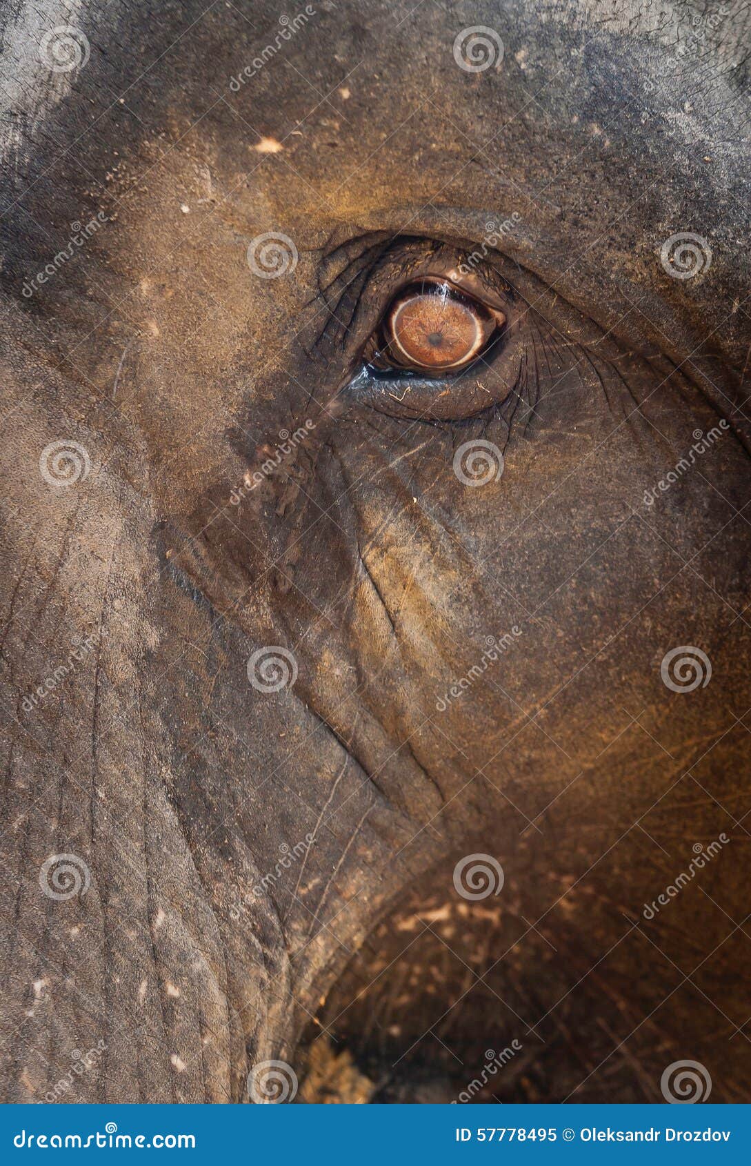 Elephant eye stock image. Image of gentle, oversized - 57778495