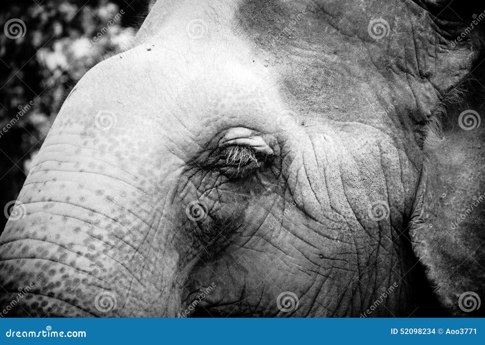 Elephant eyes stock photo. Image of trunk, close, africa - 52098234