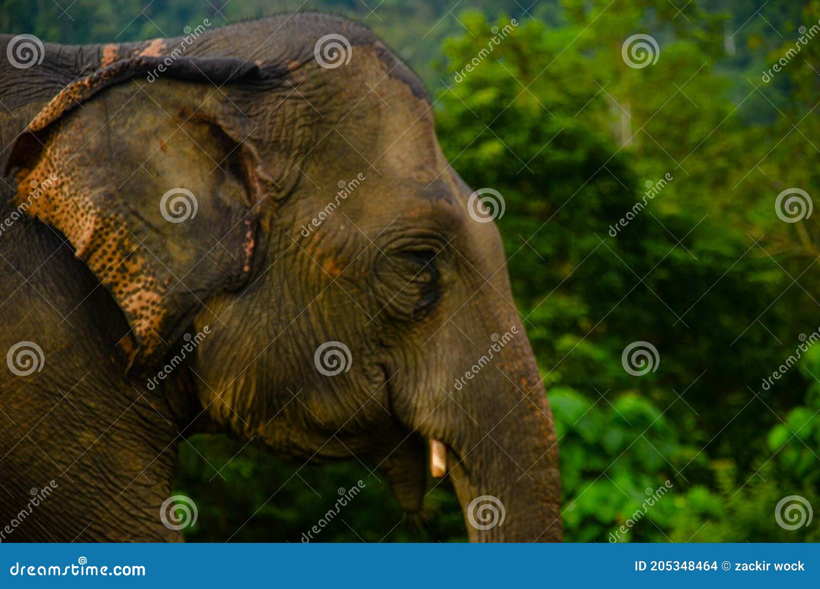 Elephant Eyes Sad Expression Again with a Side Position Stock Photo ...