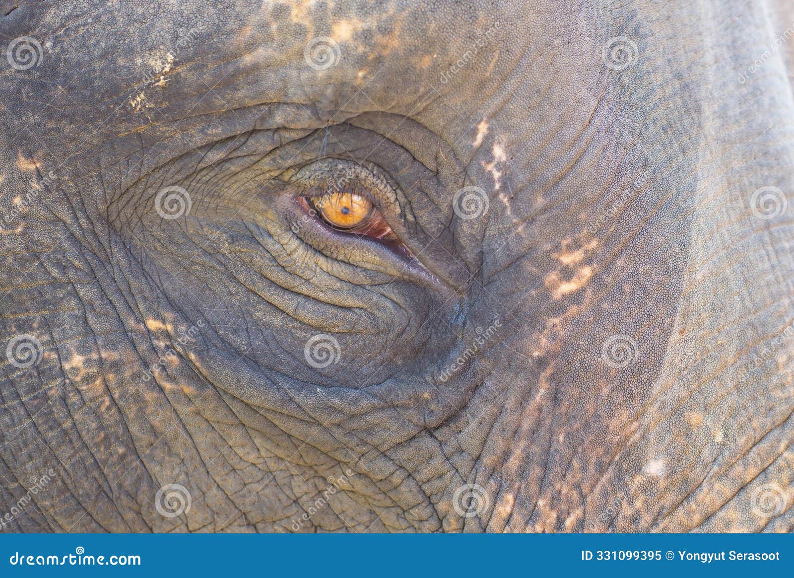 Elephant eyes and skin stock image. Image of lumpy, backdrop - 331099395