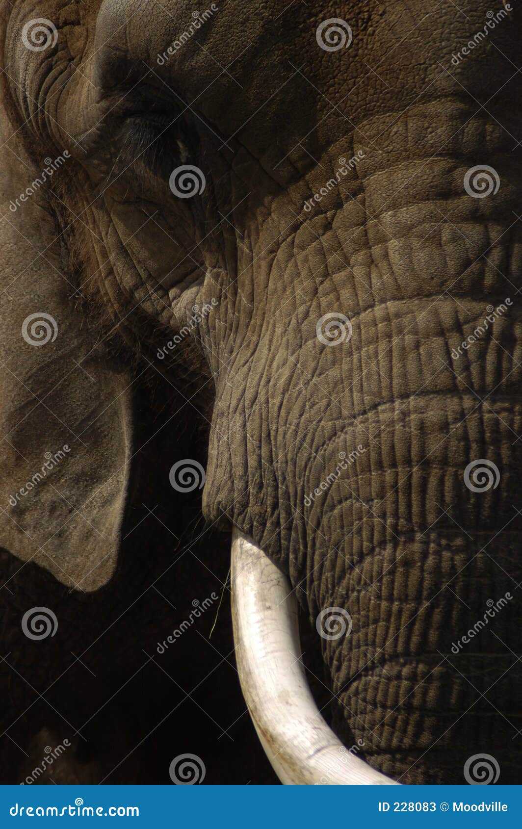 Elephant Face stock image. Image of elephant, africa, tusk - 228083