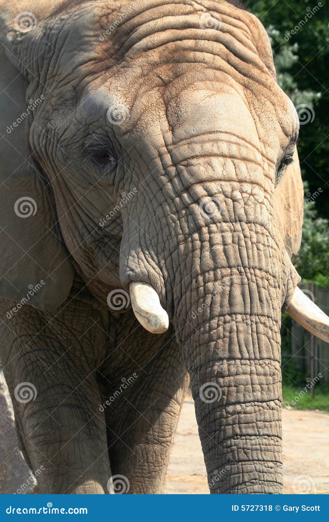 Elephant Face Picture. Image: 5727318