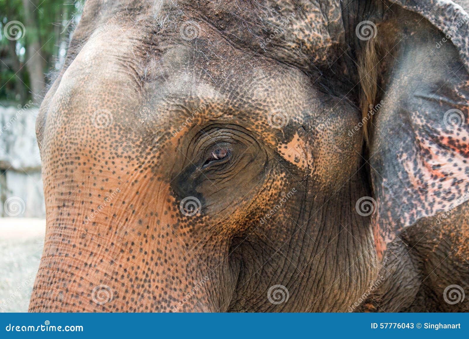 Elephant Face Close Up stock image. Image of studio, nutrition - 57776043