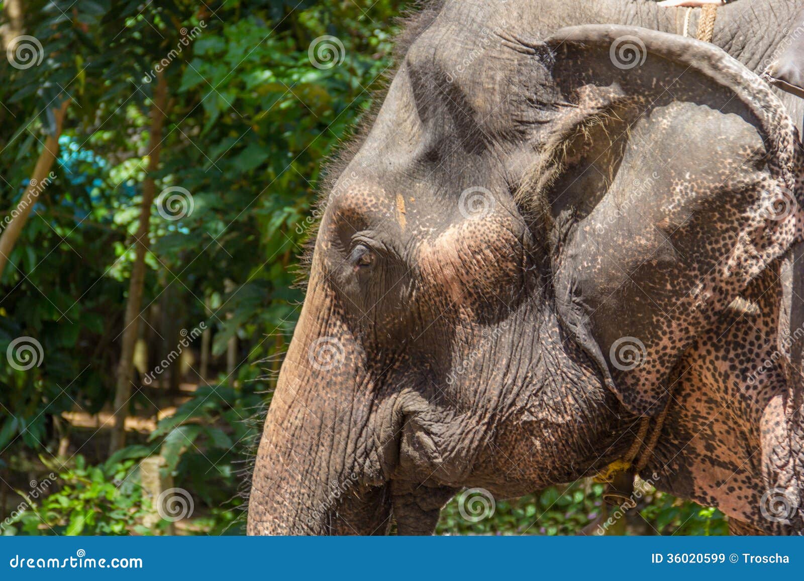 Elephant face stock image. Image of africam, nature, fauna - 36020599