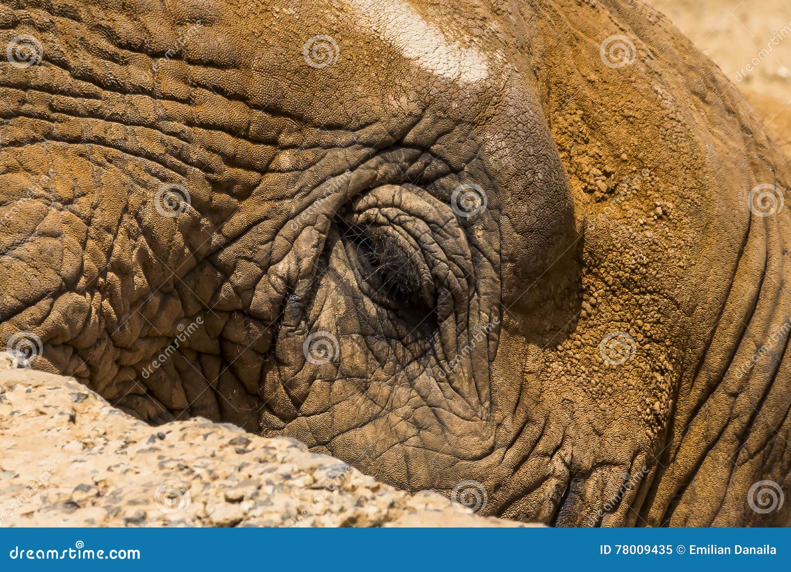 Elephant Face stock image. Image of closeup, travel, african - 78009435