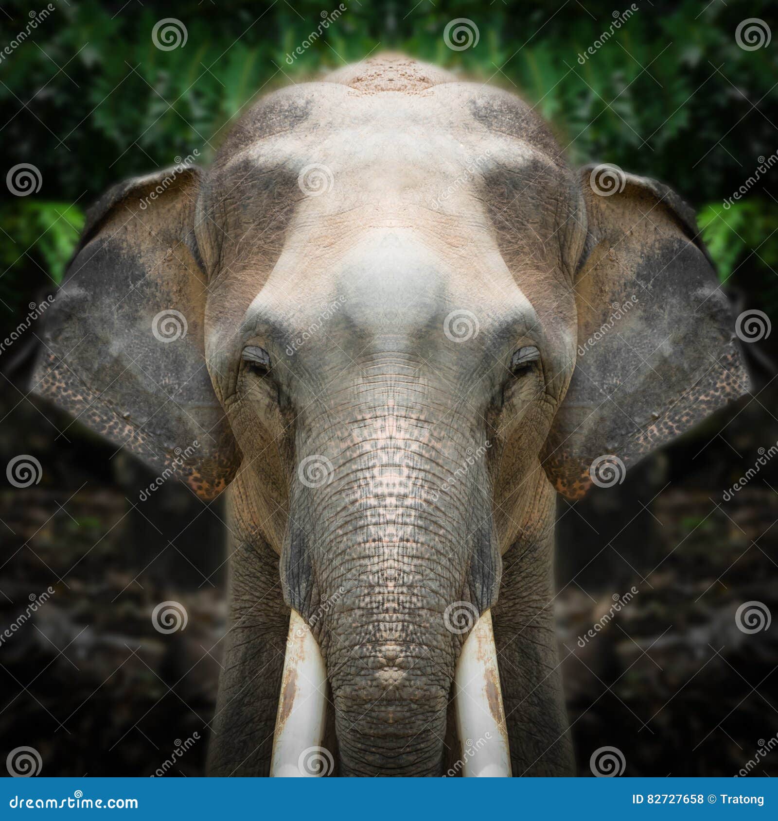 Elephant face close up stock photo. Image of national - 82727658