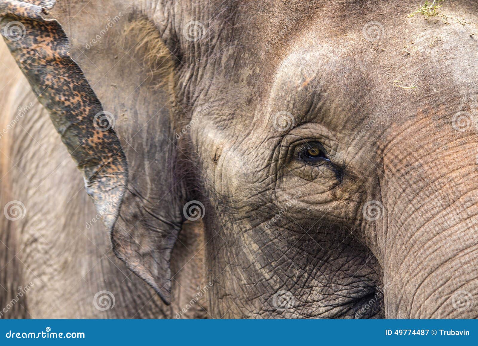 Elephant face stock image. Image of clouds, column, animal - 49774487