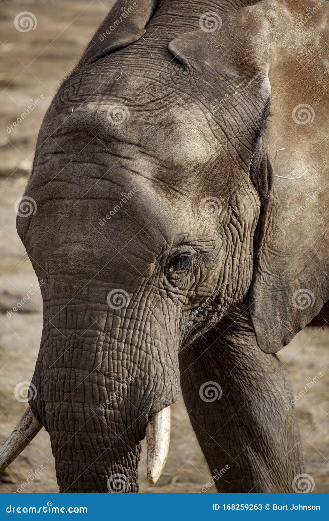 Elephant Face closeup stock image. Image of nature, africa - 168259263