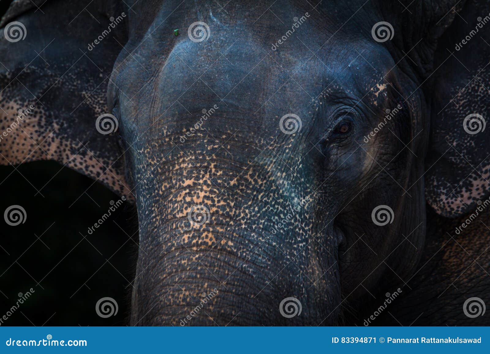 Elephant face stock image. Image of indian, asian, park - 83394871