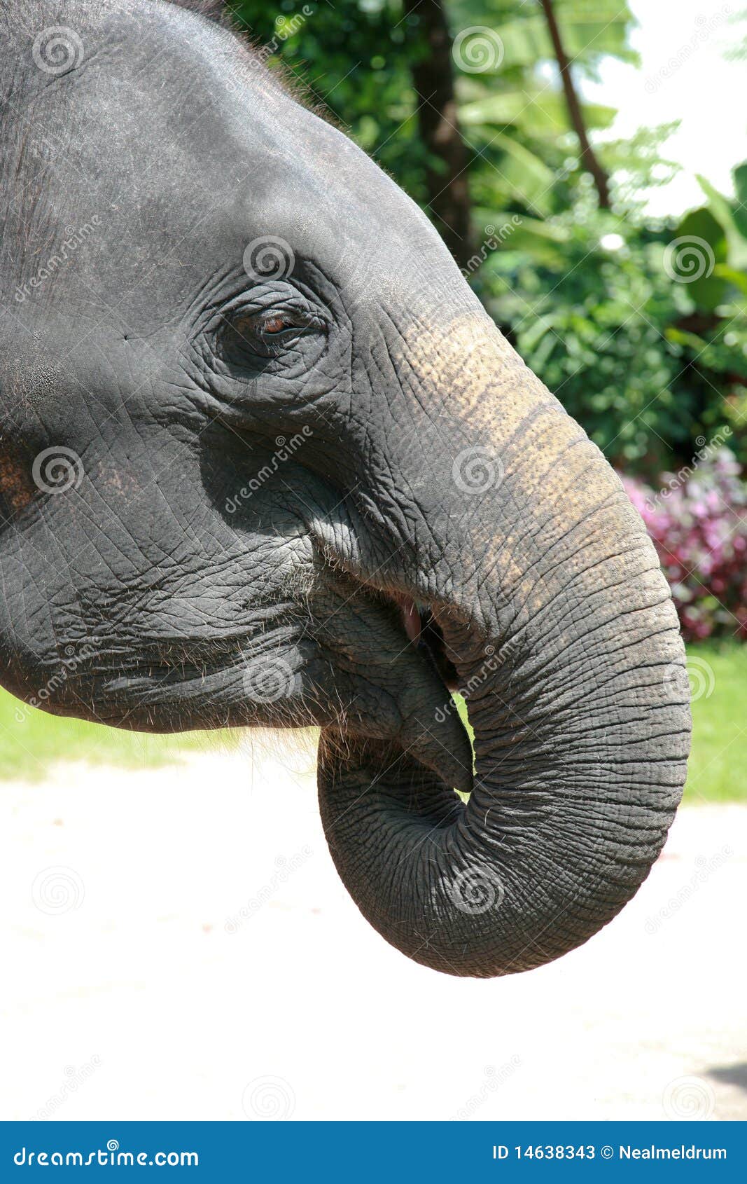 Elephant face profile stock image. Image of background - 14638343