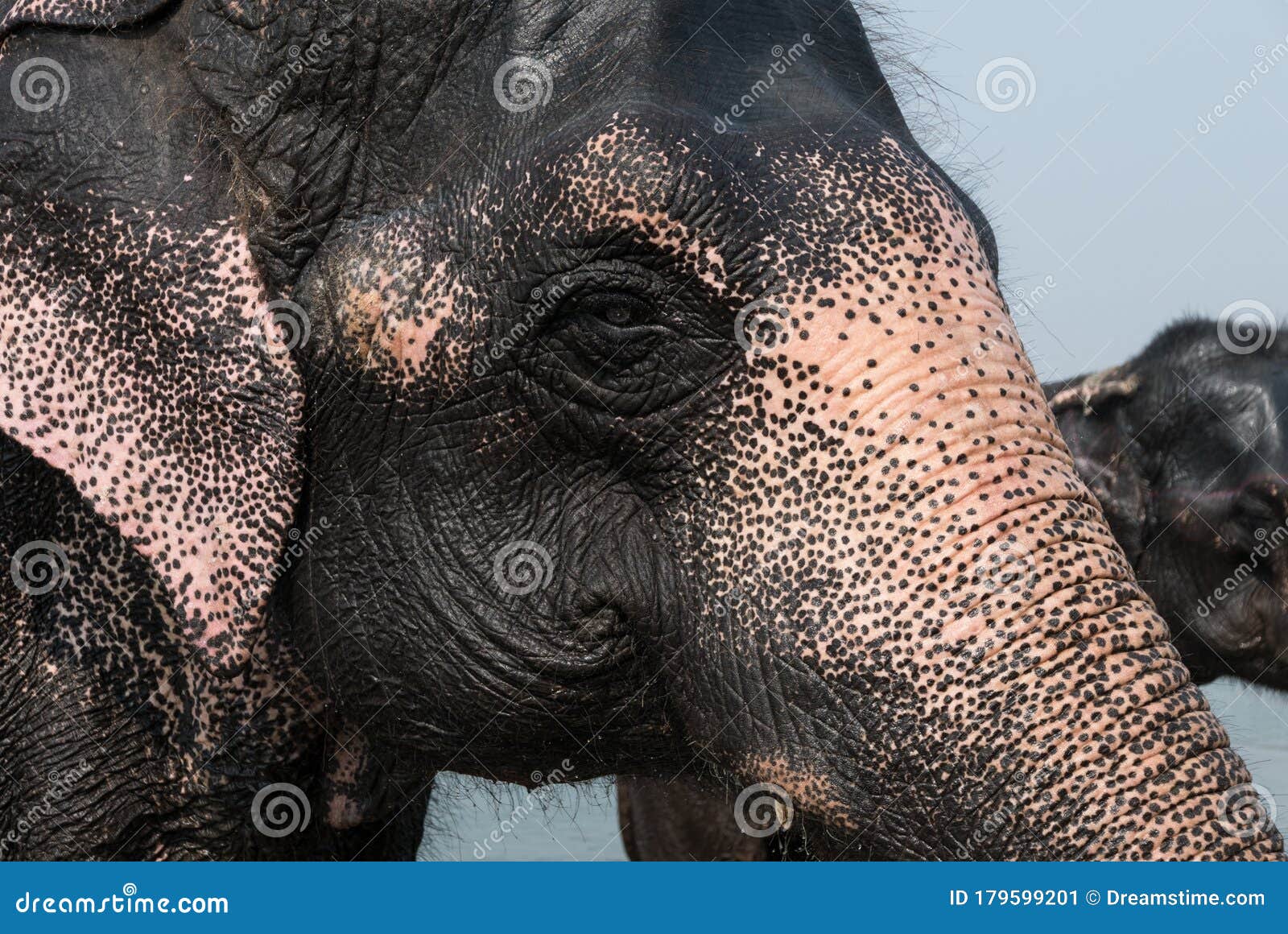 Elephant Face from the Side in Chitwan Stock Image - Image of nepal ...