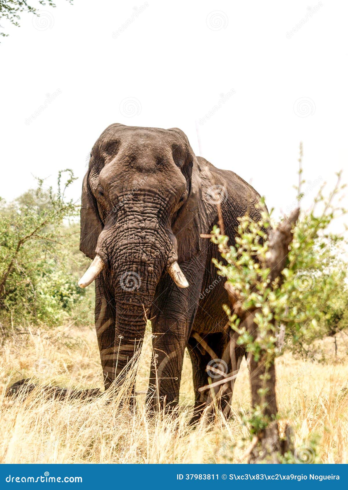 Elephant facing camera stock image. Image of animal, wildlife - 37983811