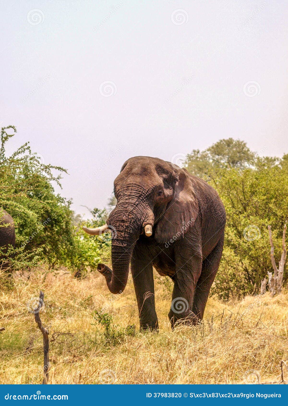 Elephant facing camera stock photo. Image of organism - 37983820