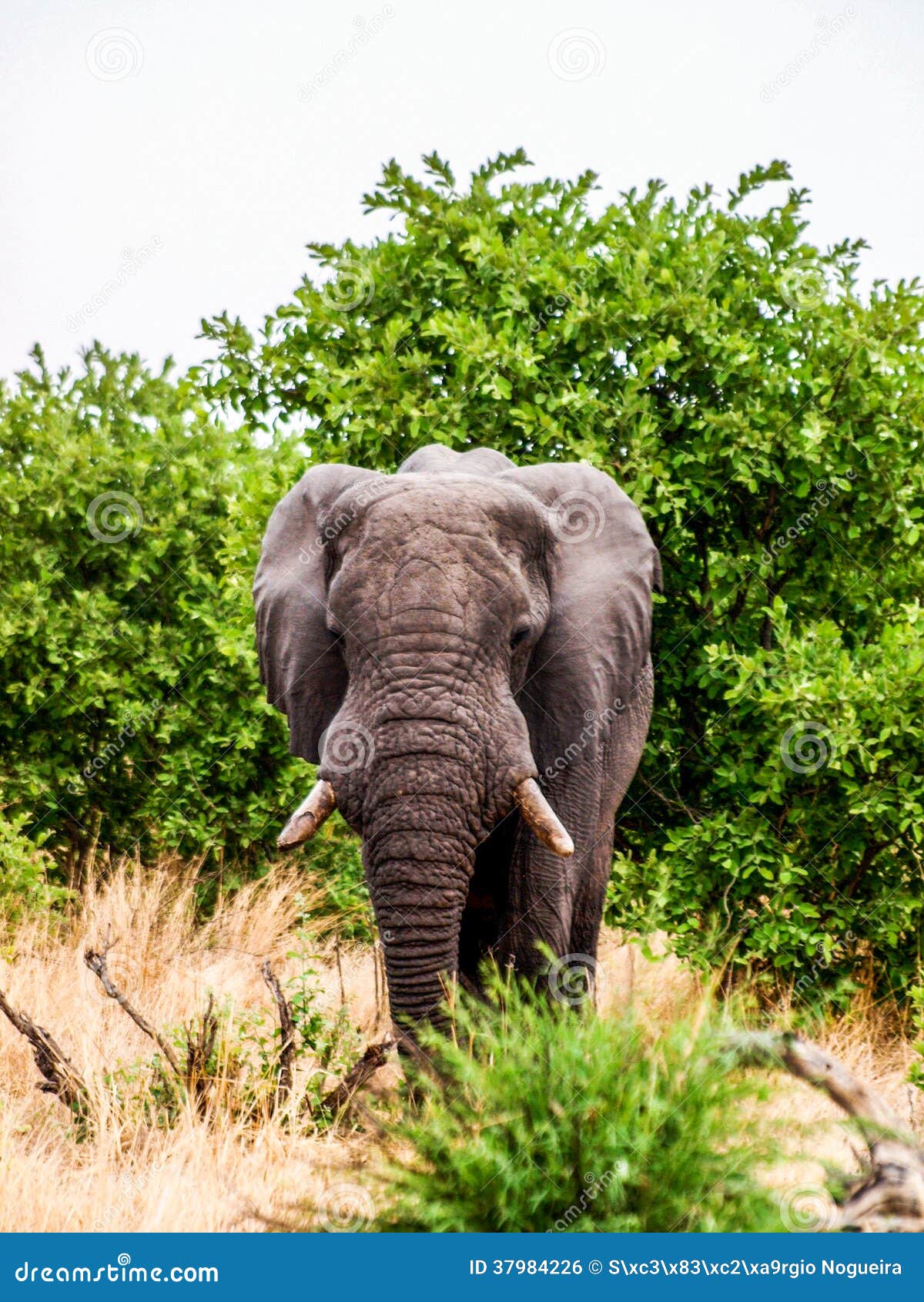 Elephant facing camera stock photo. Image of walk, botswana - 37984226