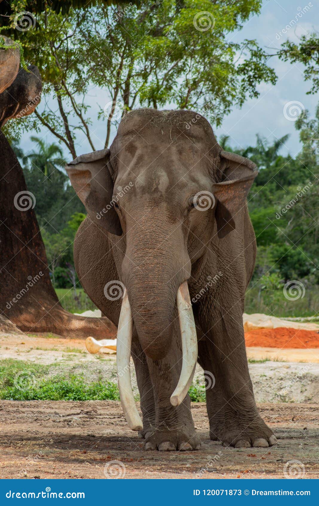 Elephant Facing Camera with Ears Extended and Curled Stock Image ...