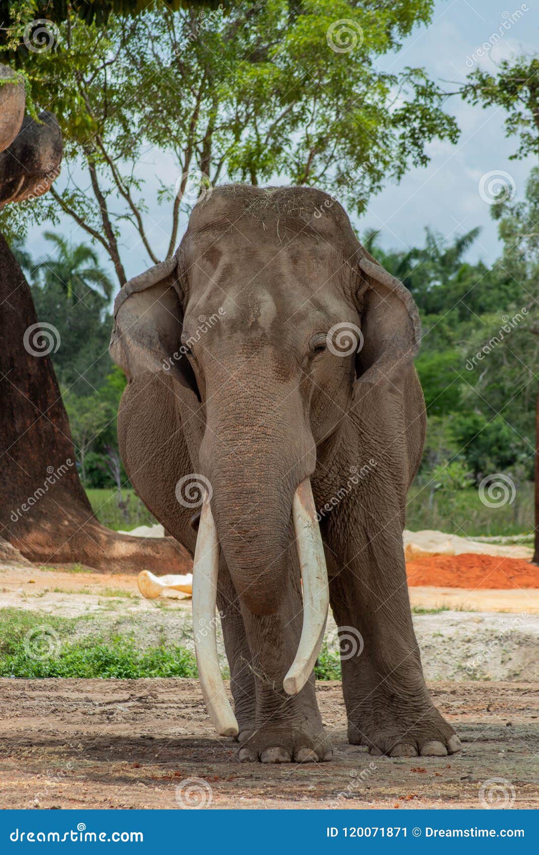 Elephant Facing Camera with Ears Partly Extended from Body Stock Image ...