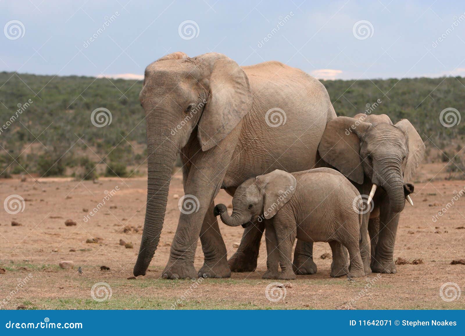 Elephant Family stock image. Image of elephant, animals - 11642071