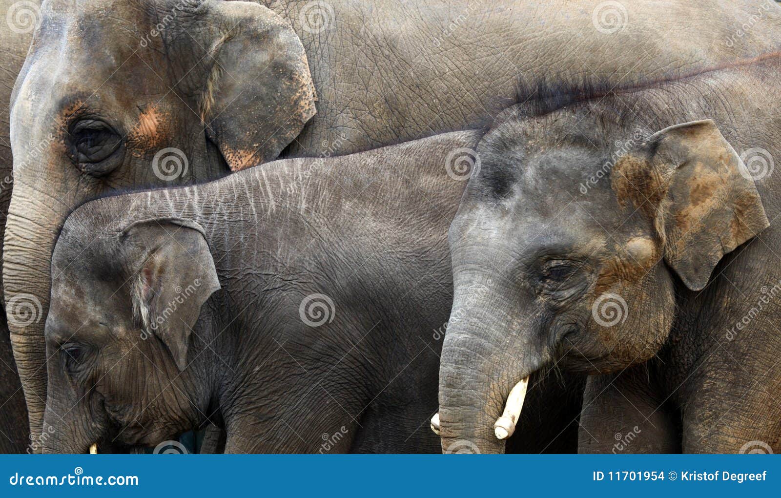 Elephant family stock photo. Image of powerful, travel - 11701954