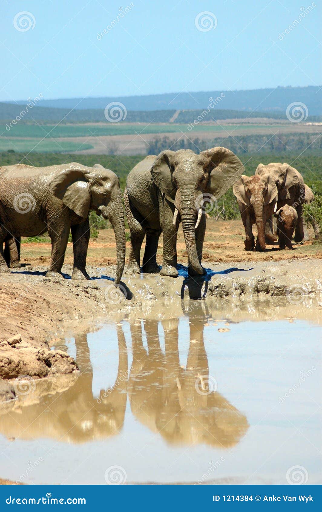 Elephant family stock photo. Image of elephants, action - 1214384
